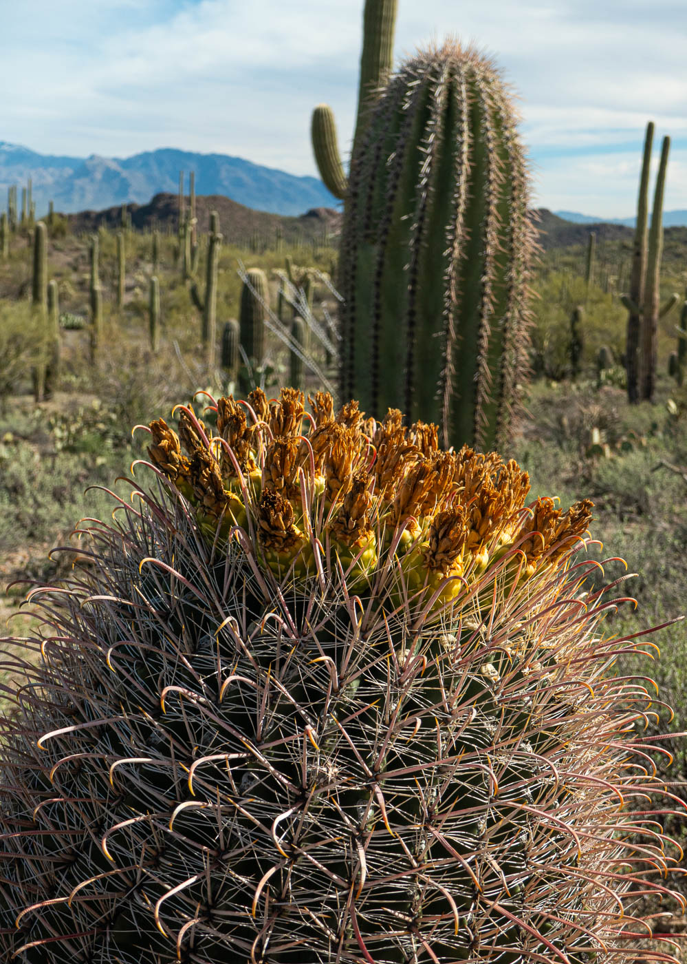 Saguaro National Park West Hike - Beer Bikes and Campfires .com