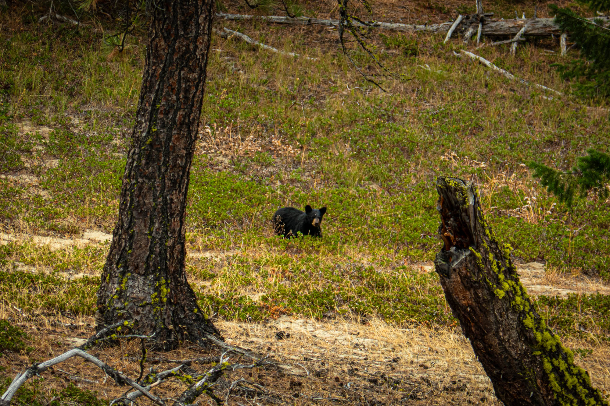 Teanaway Part 2 - Beer Bikes and Campfires .com